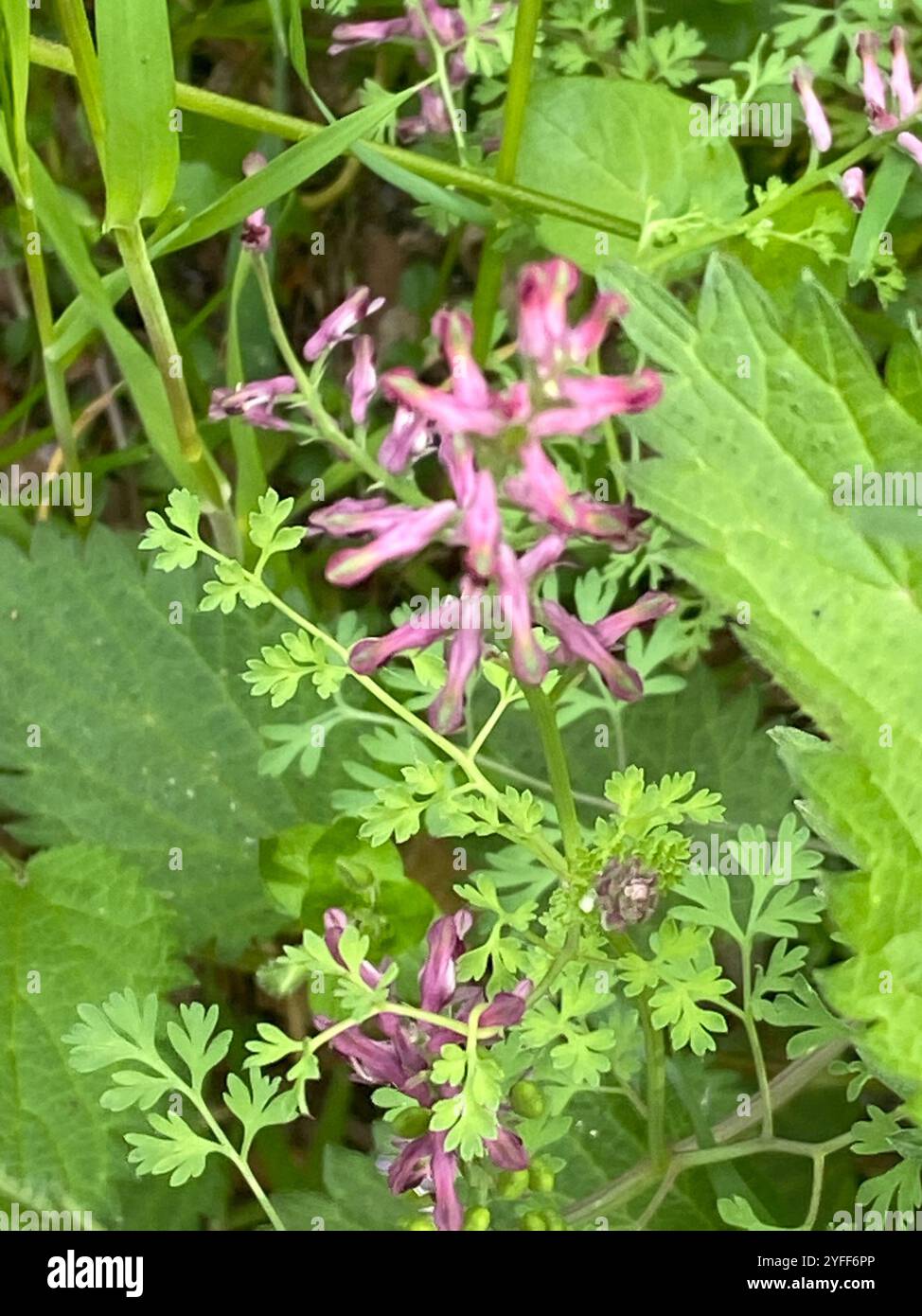Common Fumitory (Fumaria officinalis Stock Photo - Alamy