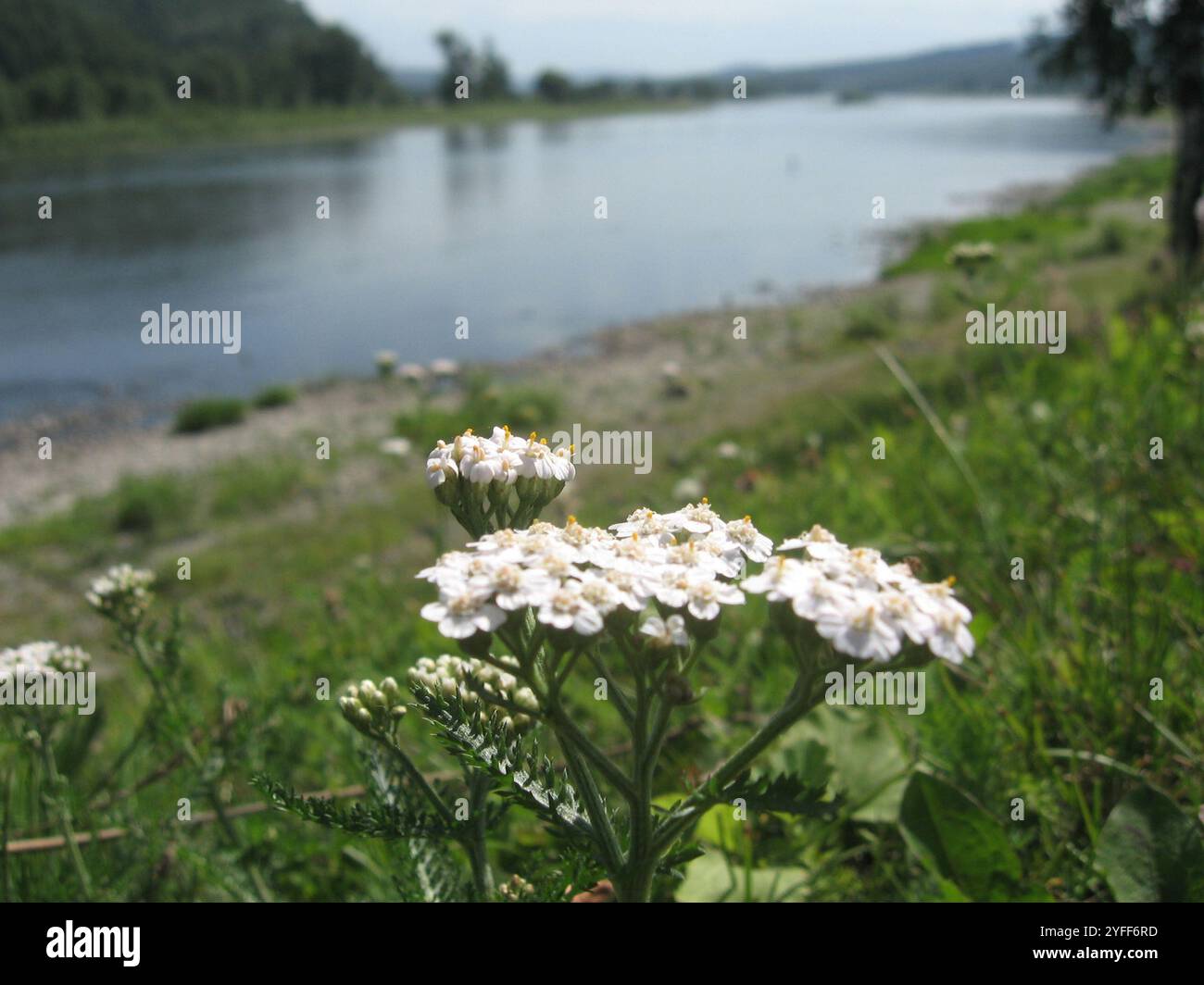 common yarrow complex (Achillea millefolium Stock Photo - Alamy