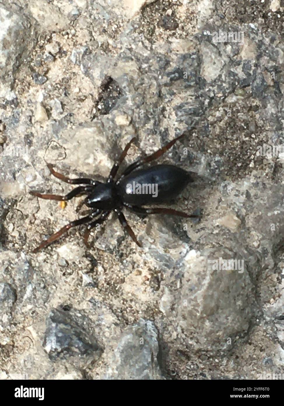 Stealthy Ground Spiders (Gnaphosidae Stock Photo - Alamy