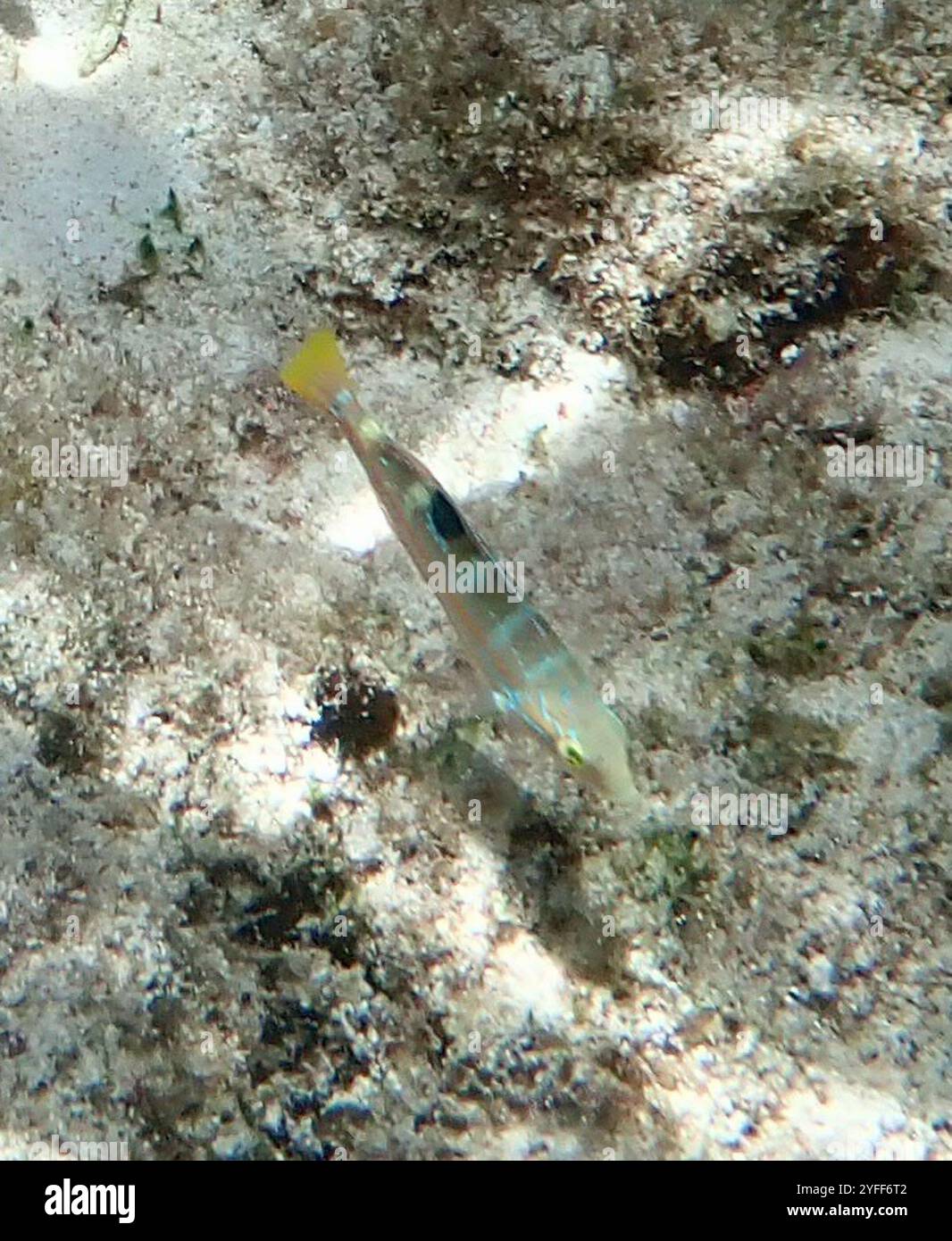 Puddingwife Wrasse (Halichoeres radiatus Stock Photo - Alamy