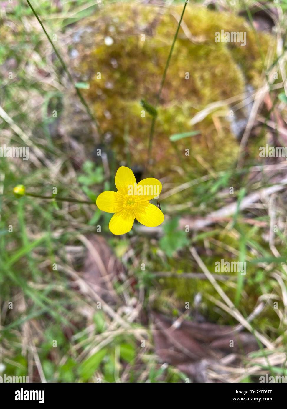 Western Buttercup (Ranunculus occidentalis Stock Photo - Alamy