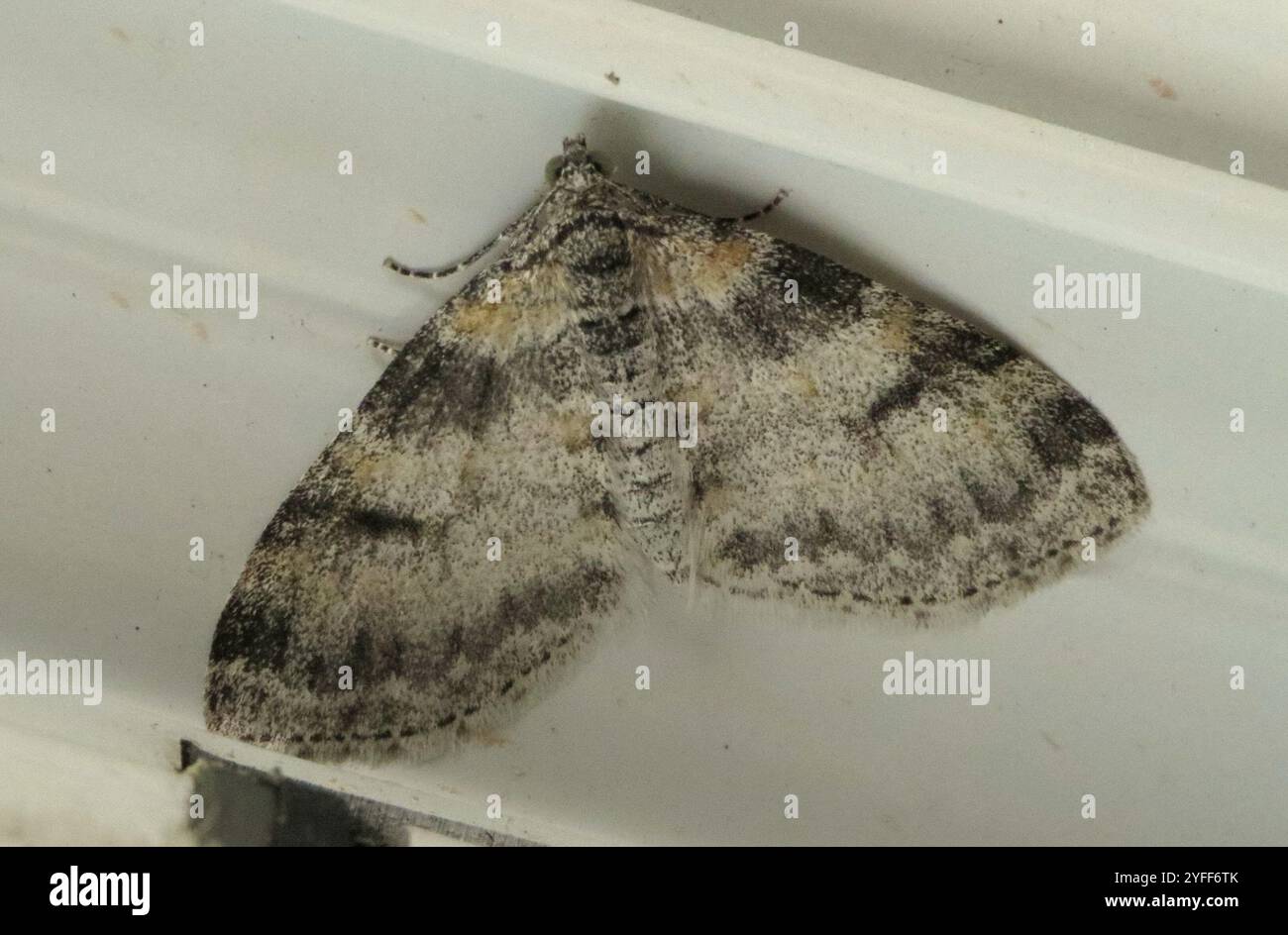 Powdered Bigwing Moth (Lobophora nivigerata Stock Photo - Alamy