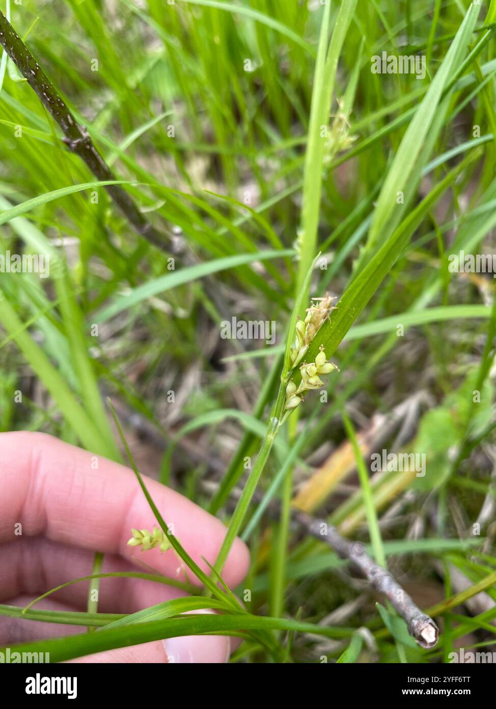 golden sedge (Carex aurea Stock Photo - Alamy