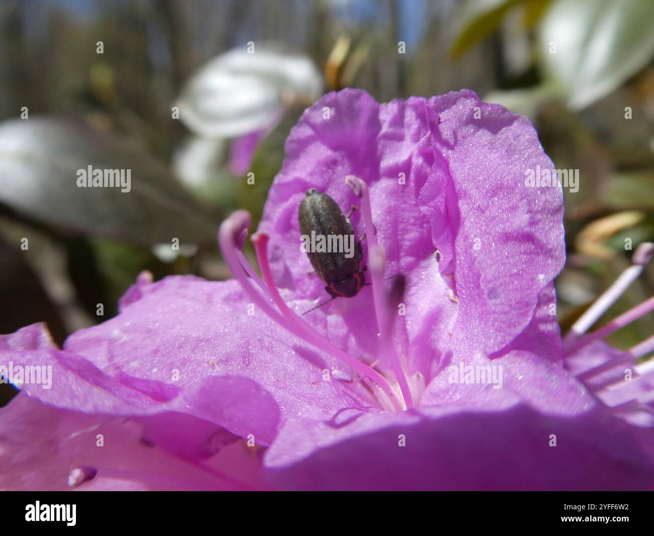 Winter Firefly (Ellychnia corrusca Stock Photo - Alamy