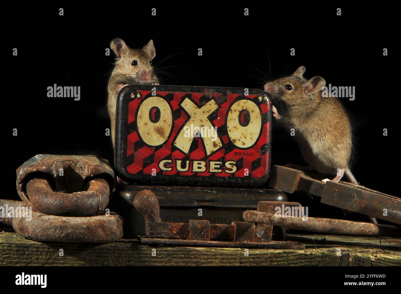 Adult house mice Dorset, UK Stock Photo - Alamy