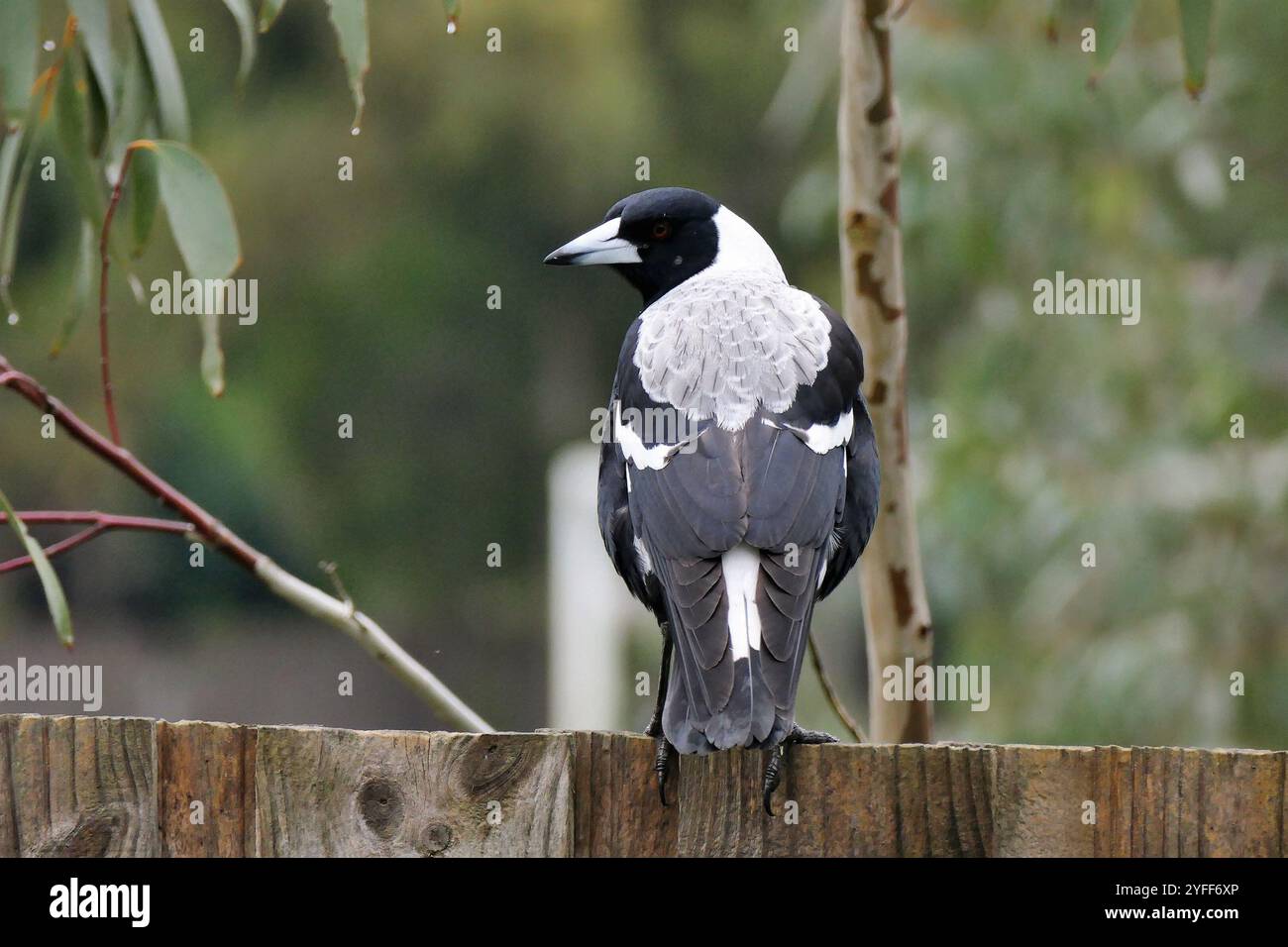 Southeastern White-backed Magpie (Gymnorhina tibicen tyrannica Stock ...