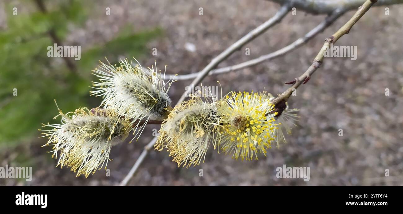 goat willow (Salix caprea Stock Photo - Alamy