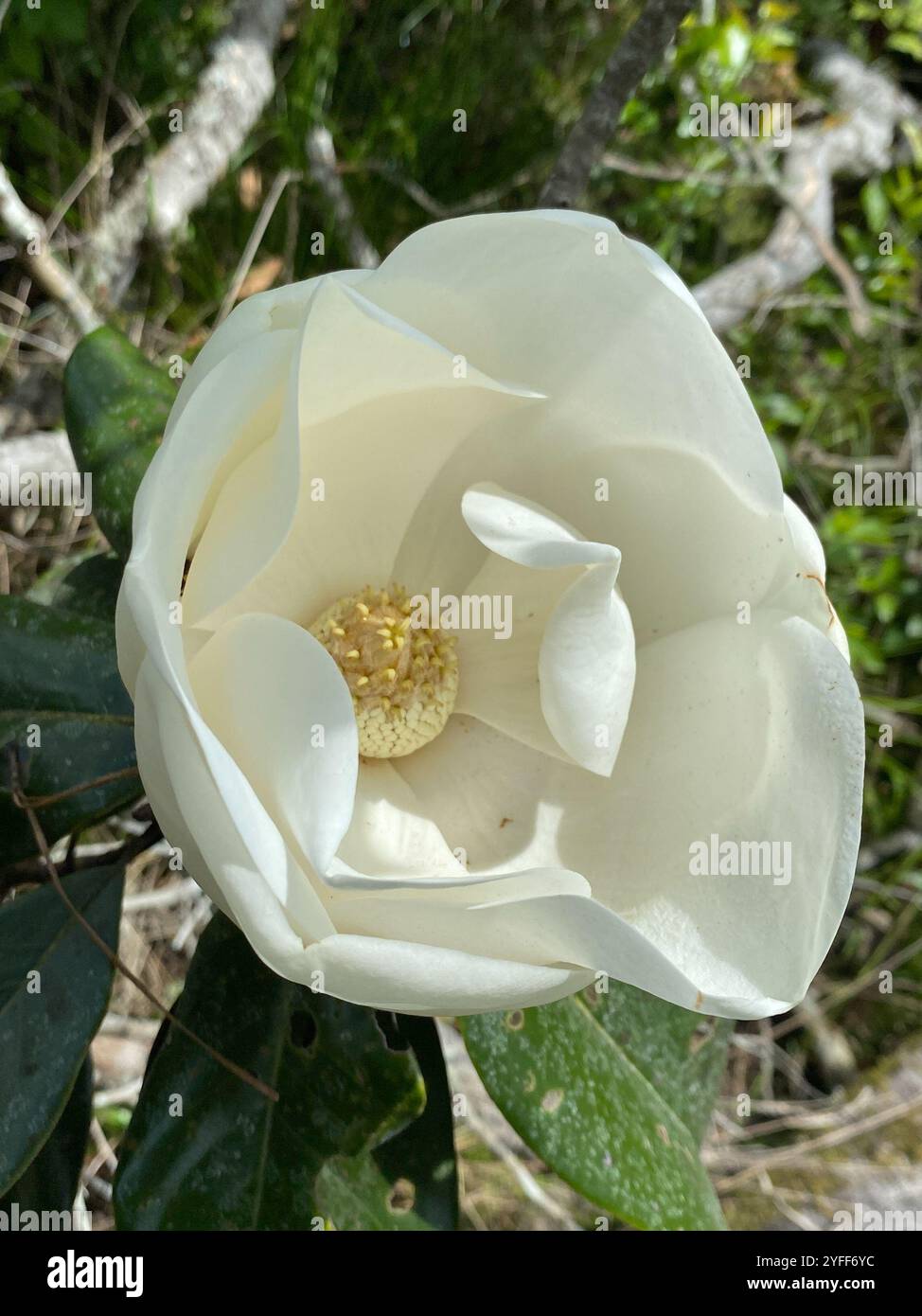 southern magnolia (Magnolia grandiflora Stock Photo - Alamy