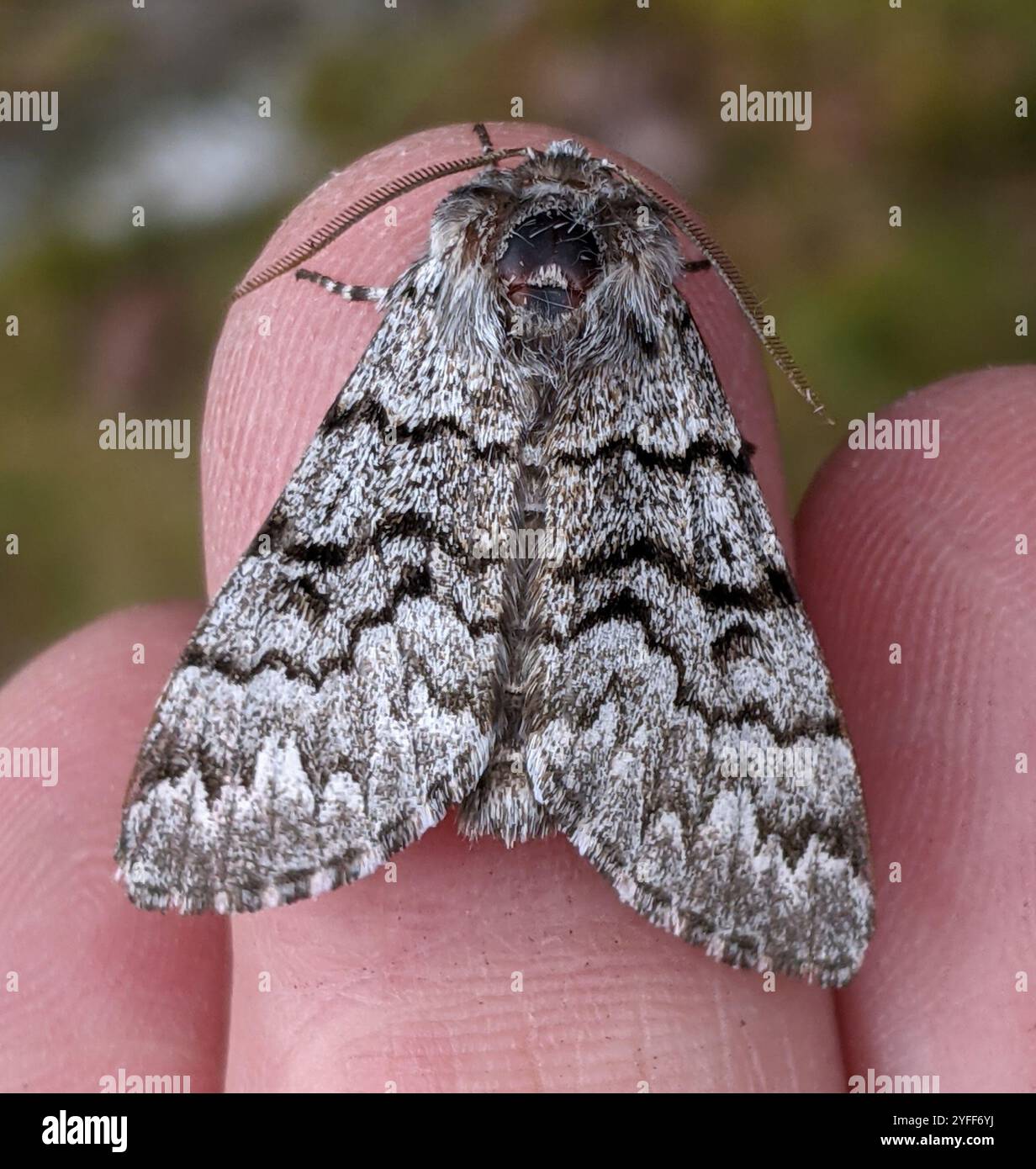 Western Panthea Moth (Panthea virginarius Stock Photo - Alamy