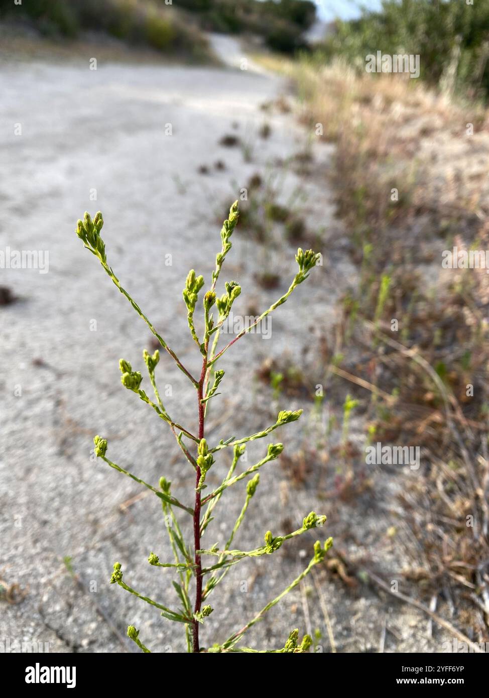Clustered Tarweed (Deinandra fasciculata Stock Photo - Alamy
