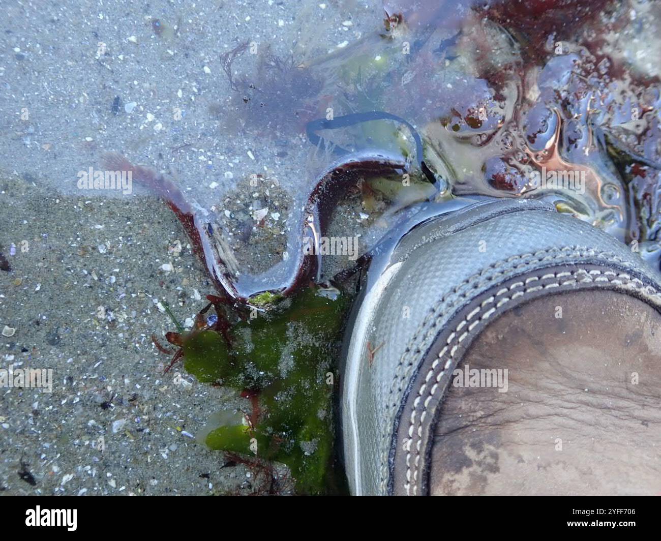 Rock gunnel hi-res stock photography and images - Alamy