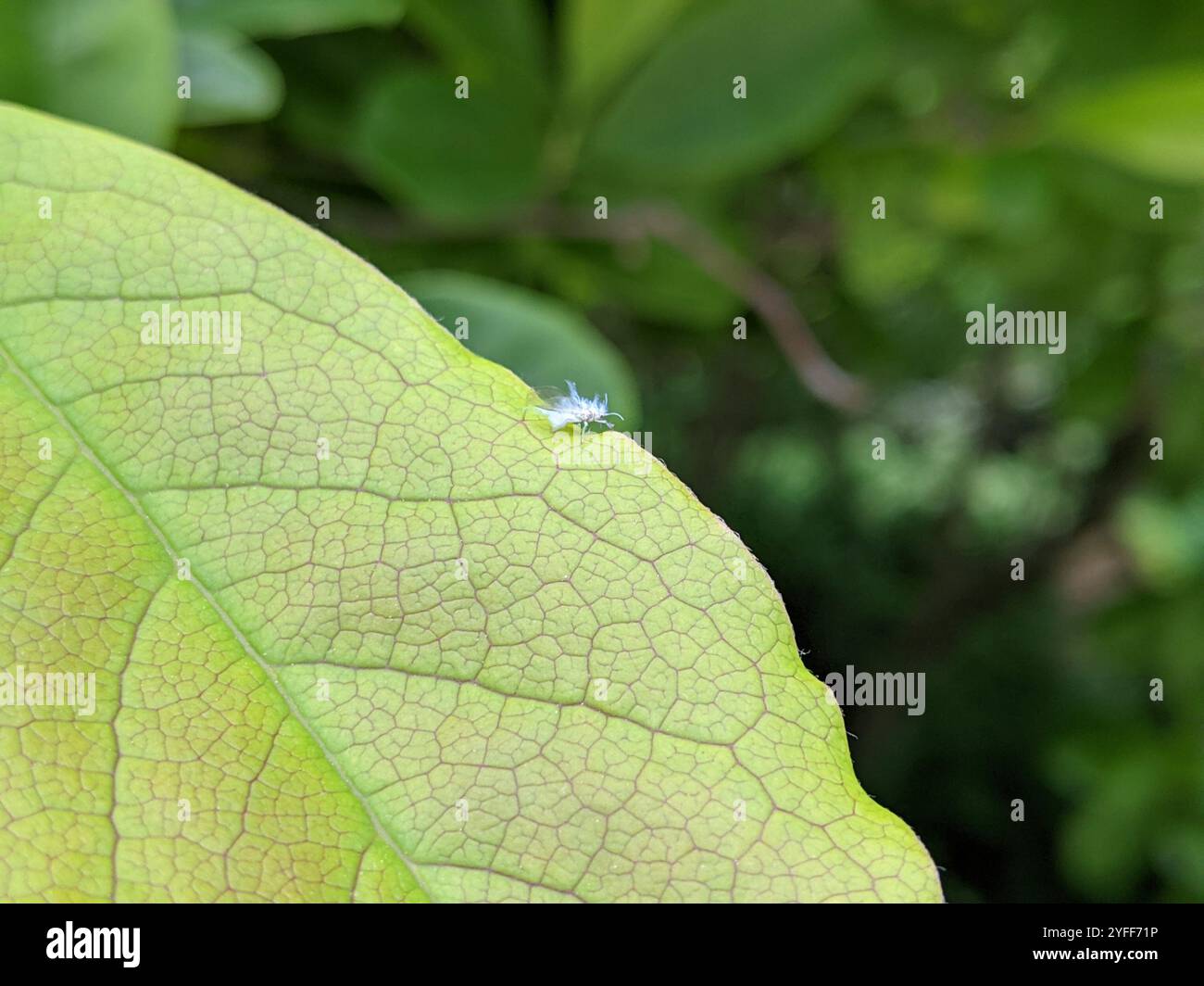 Beech aphid hi-res stock photography and images - Alamy