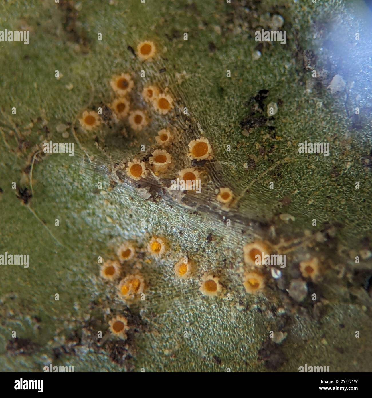 Groundsel crown rust (Puccinia lagenophorae Stock Photo - Alamy
