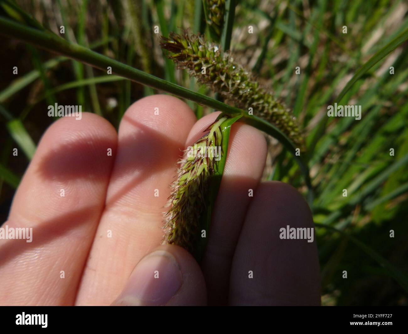 lesser pond sedge (Carex acutiformis Stock Photo - Alamy