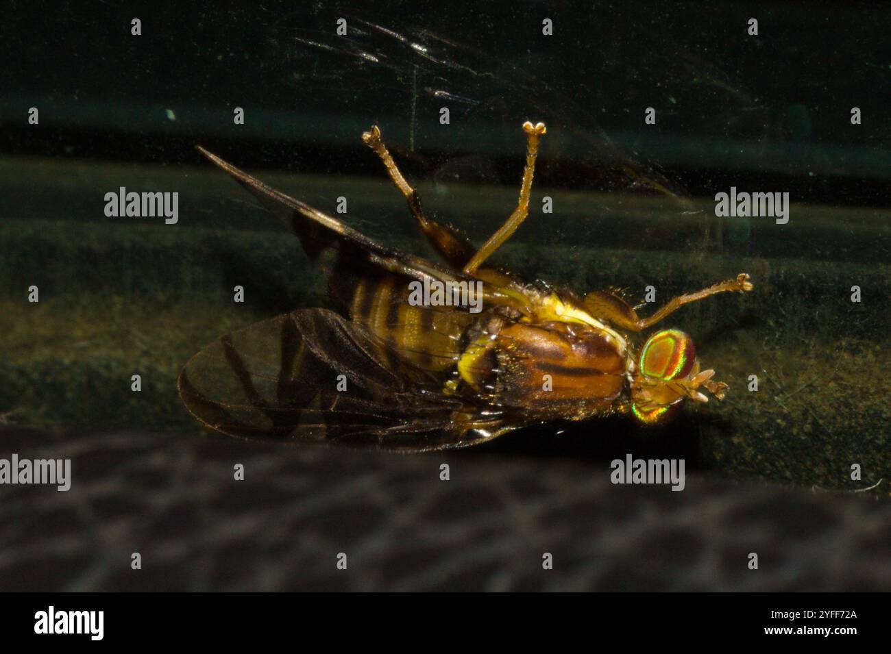 Fruit Flies (Tephritidae Stock Photo - Alamy