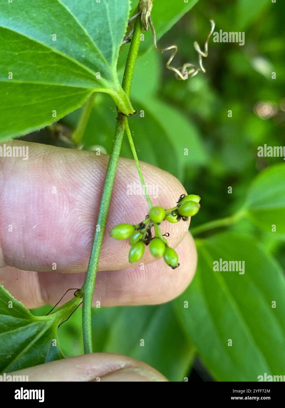 bristly greenbrier (Smilax tamnoides Stock Photo - Alamy