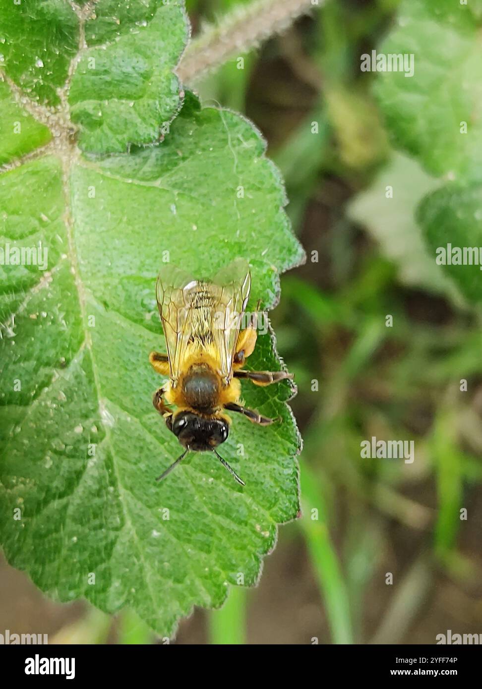 Buffish Mining Bee (Andrena nigroaenea Stock Photo - Alamy
