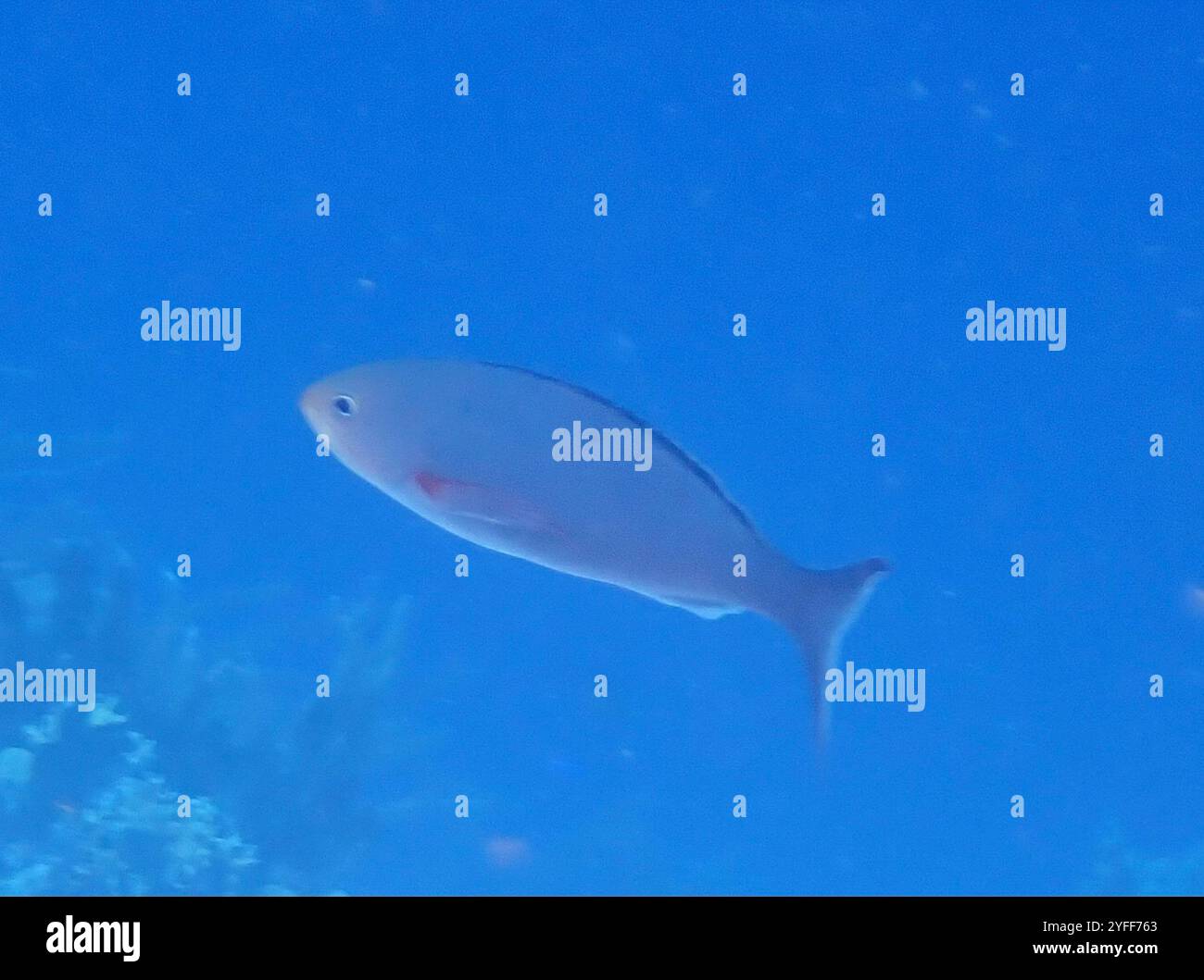 Atlantic Creolefish (Paranthias furcifer Stock Photo - Alamy