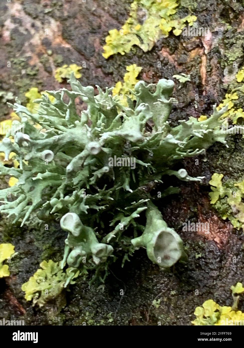 Lichen ramalina fastigiata hi-res stock photography and images - Alamy