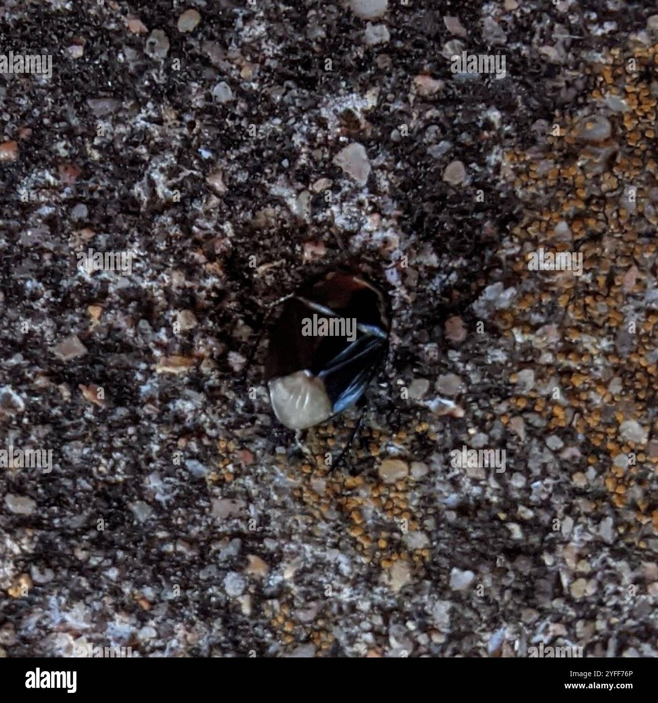 Two-lined Burrowing Bug (Pangaeus bilineatus Stock Photo - Alamy