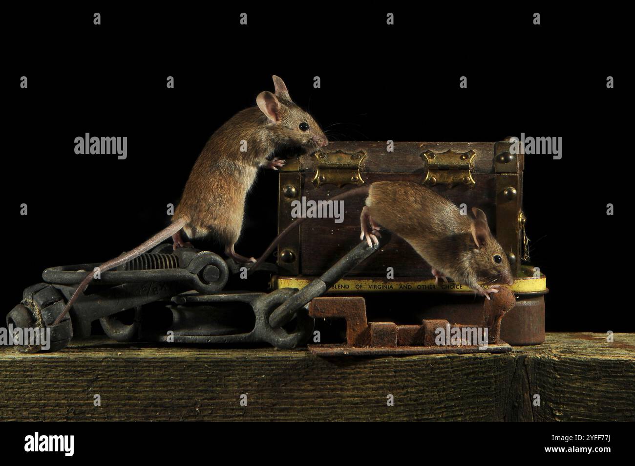 Adult house mice Dorset, UK Stock Photo - Alamy