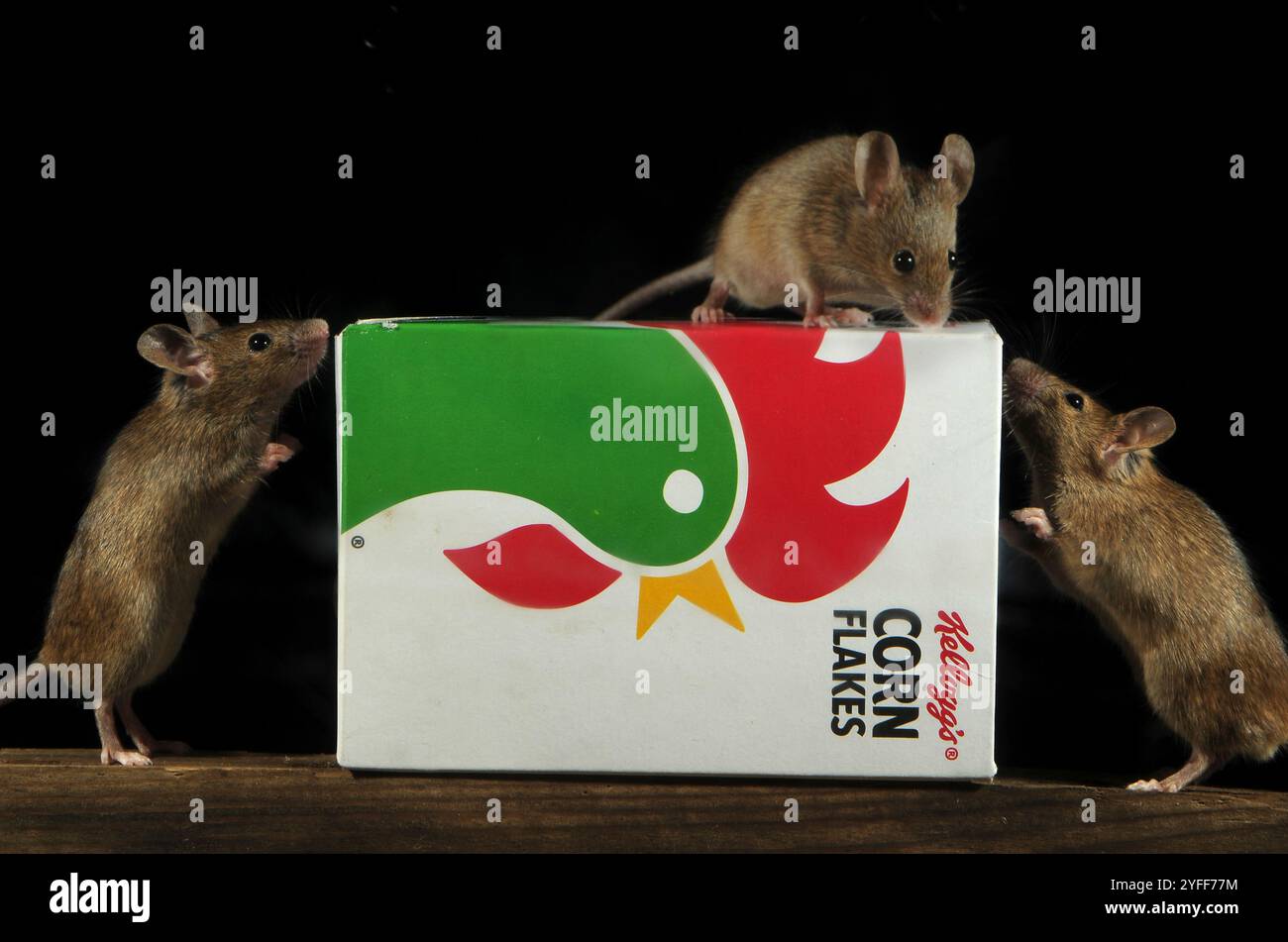 Adult house mice Dorset, UK Stock Photo - Alamy