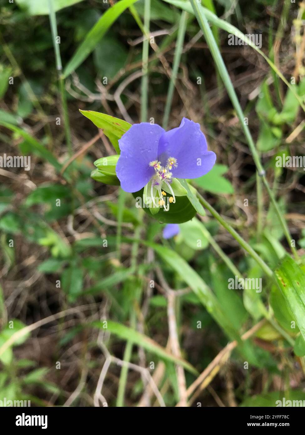 False dayflower (Tinantia anomala Stock Photo - Alamy
