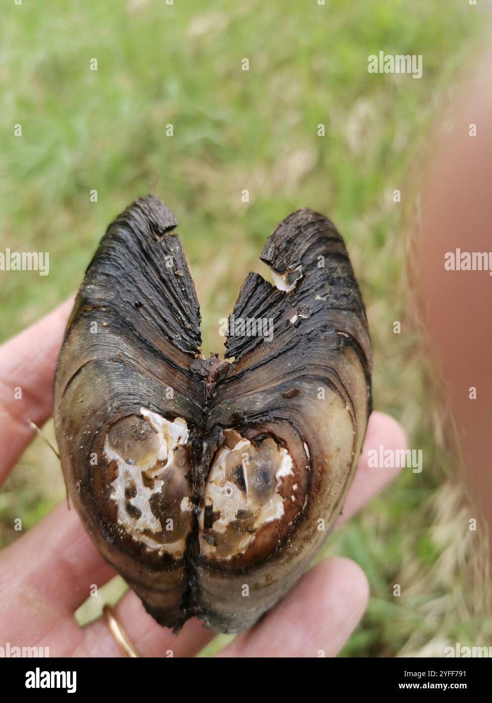 Anodonta anatina hi-res stock photography and images - Alamy