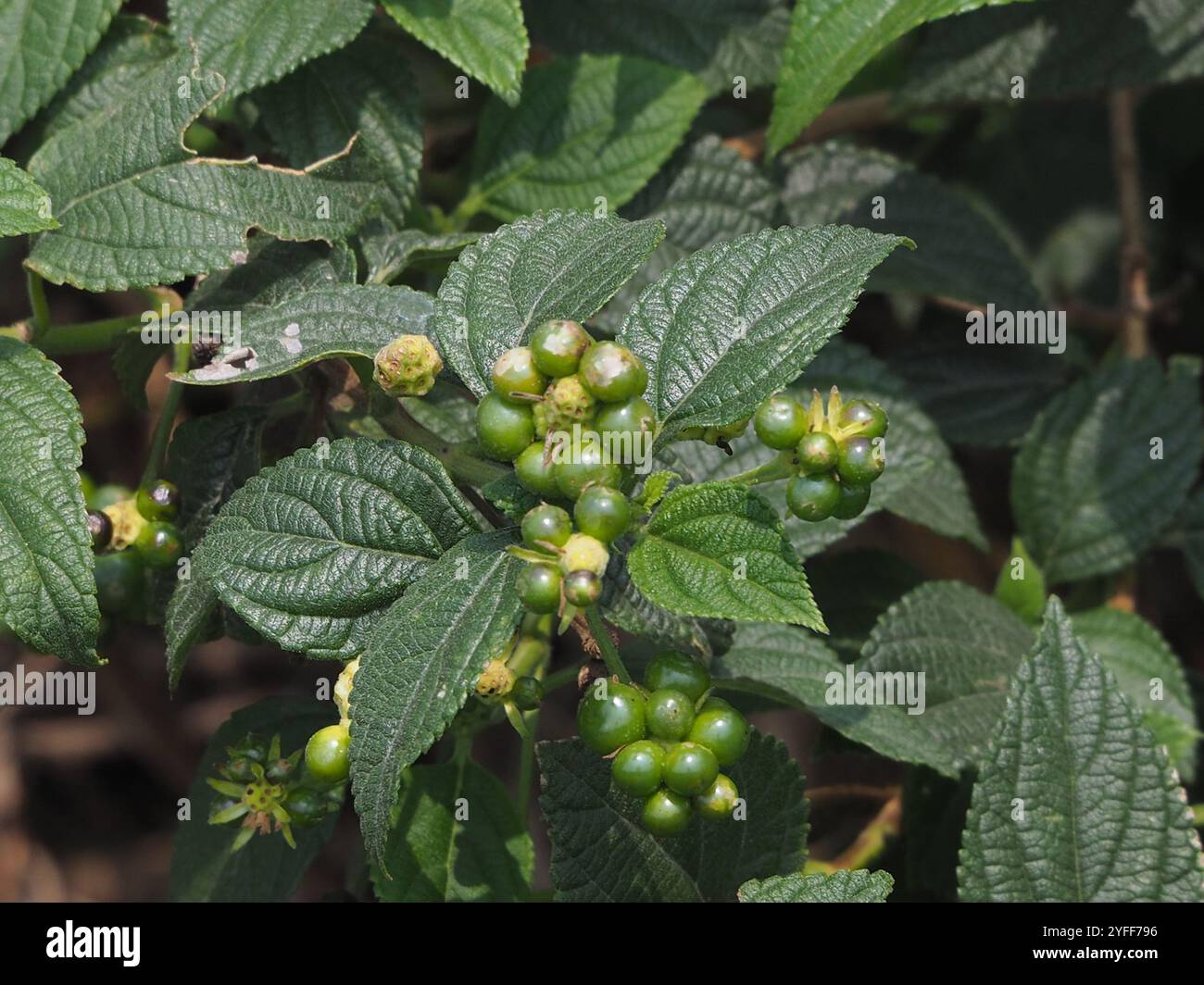 common lantana (Lantana camara Stock Photo - Alamy