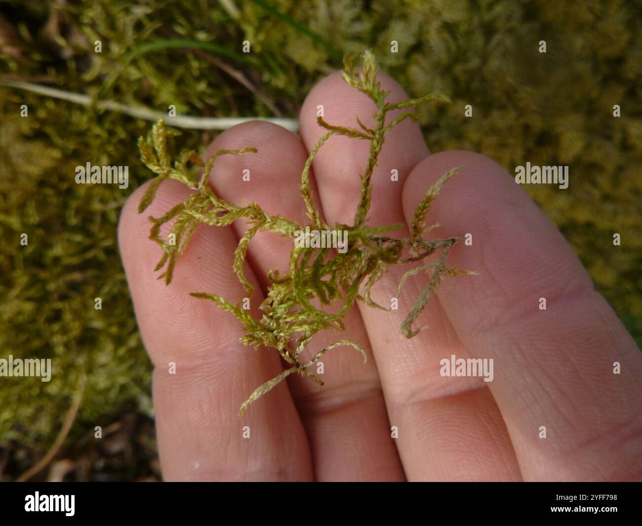 Red-stemmed Feather Moss (Pleurozium schreberi Stock Photo - Alamy