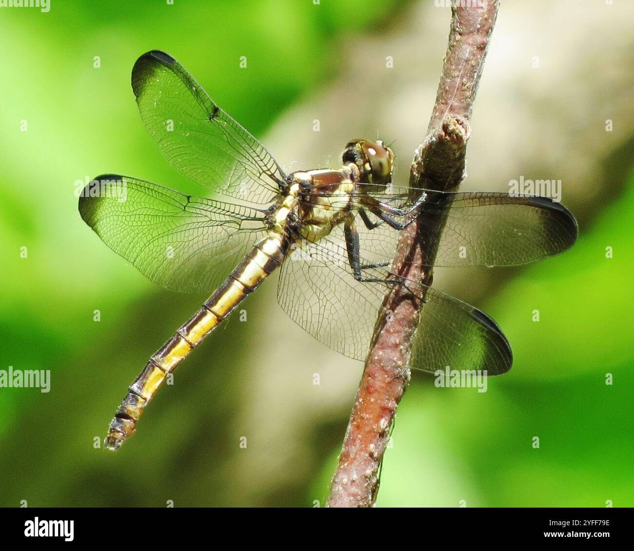 Slaty Skimmer (Libellula incesta Stock Photo - Alamy