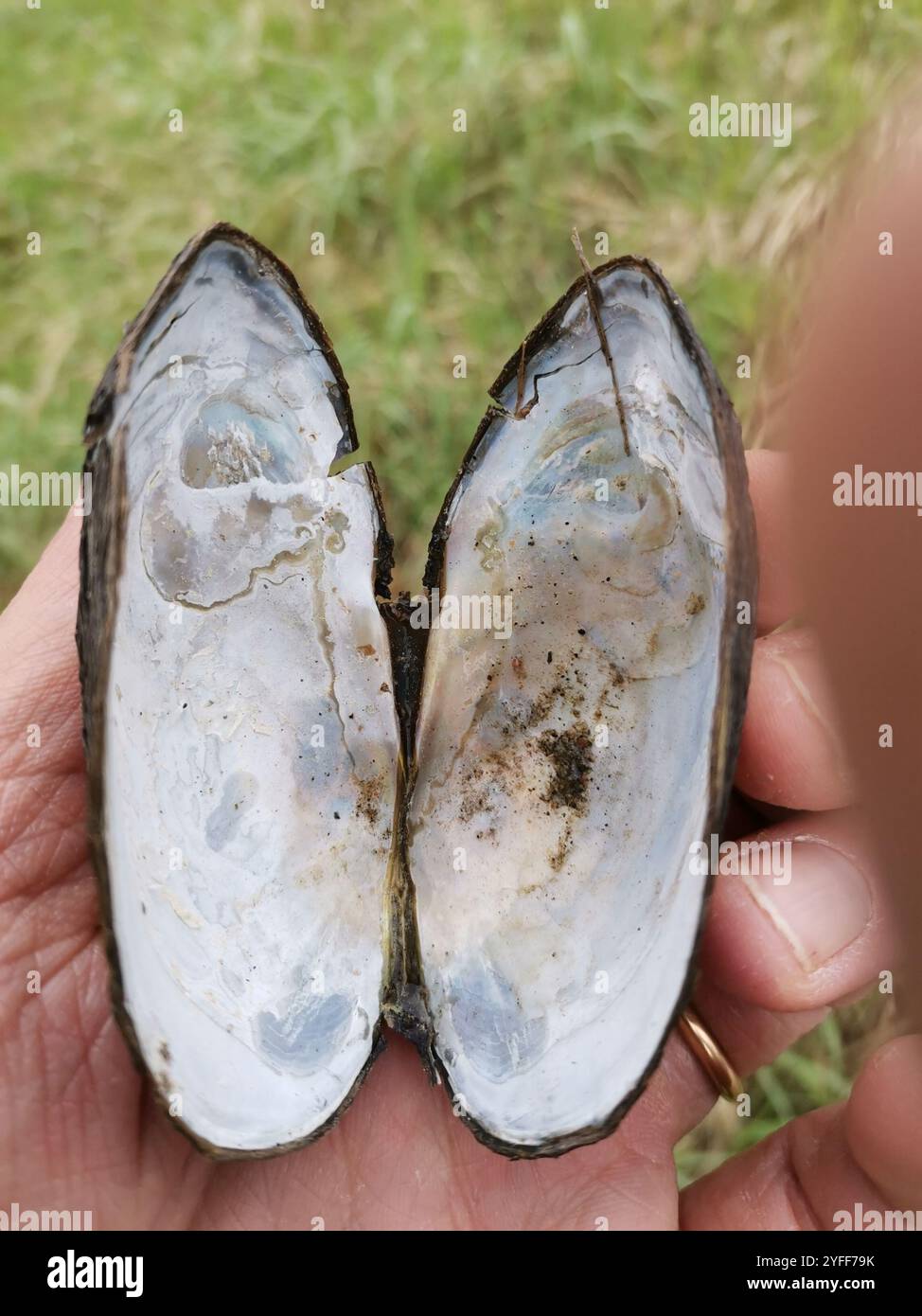 Anodonta anatina hi-res stock photography and images - Alamy