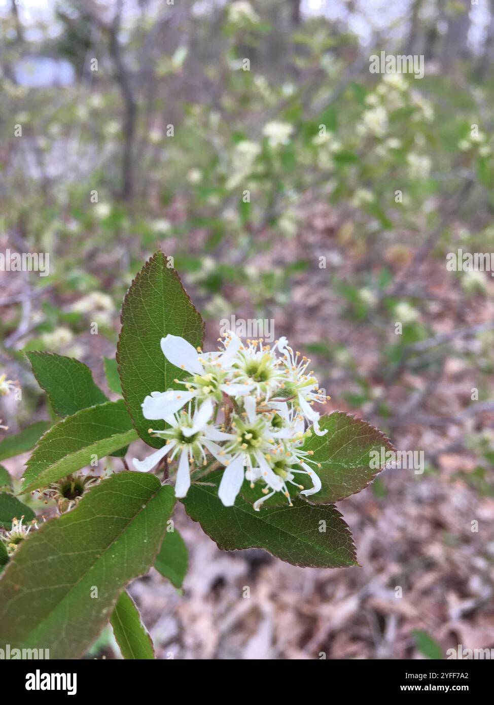 Nantucket Shadbush (Amelanchier nantucketensis Stock Photo - Alamy