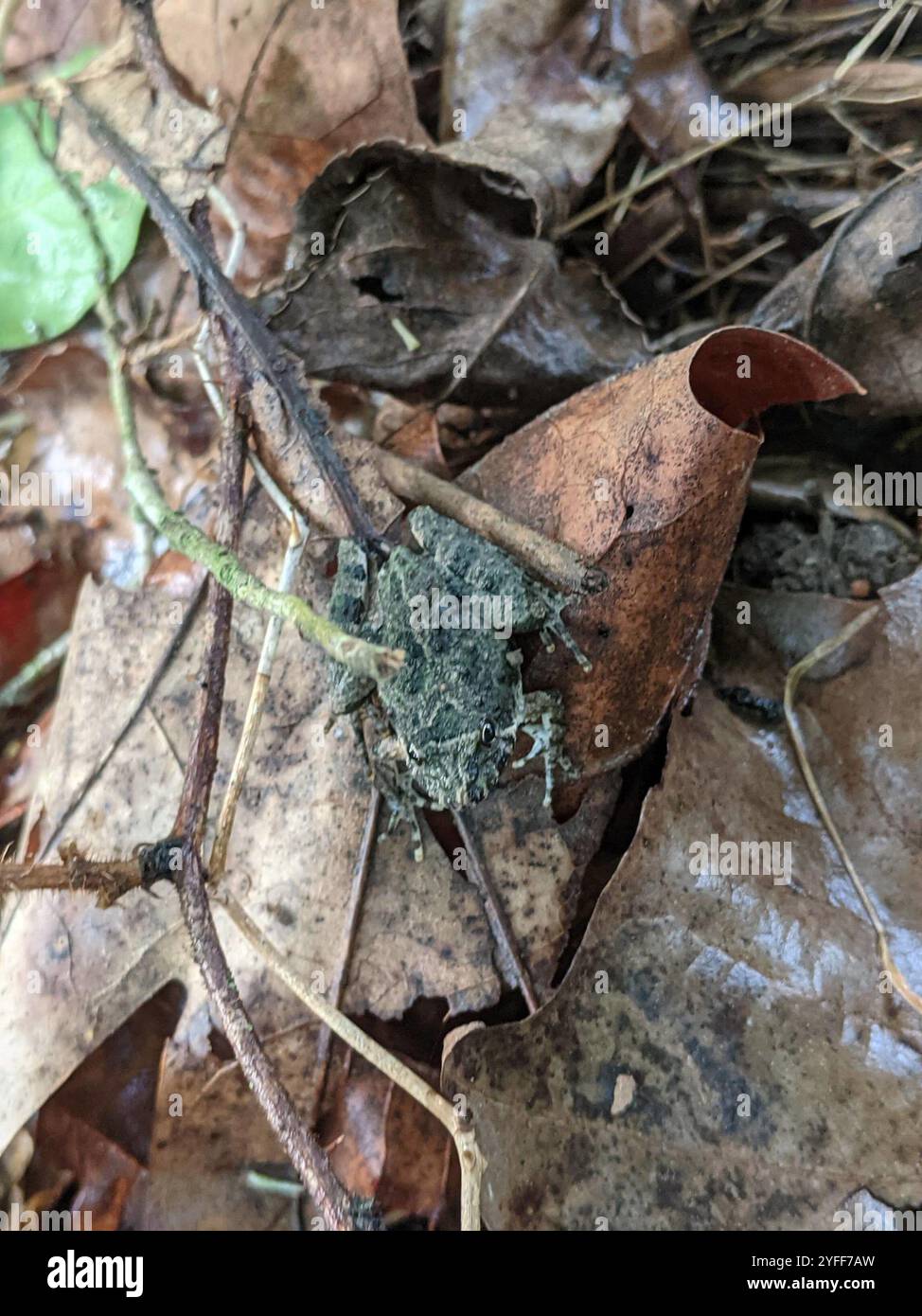 Northern Cricket Frog (Acris crepitans Stock Photo - Alamy