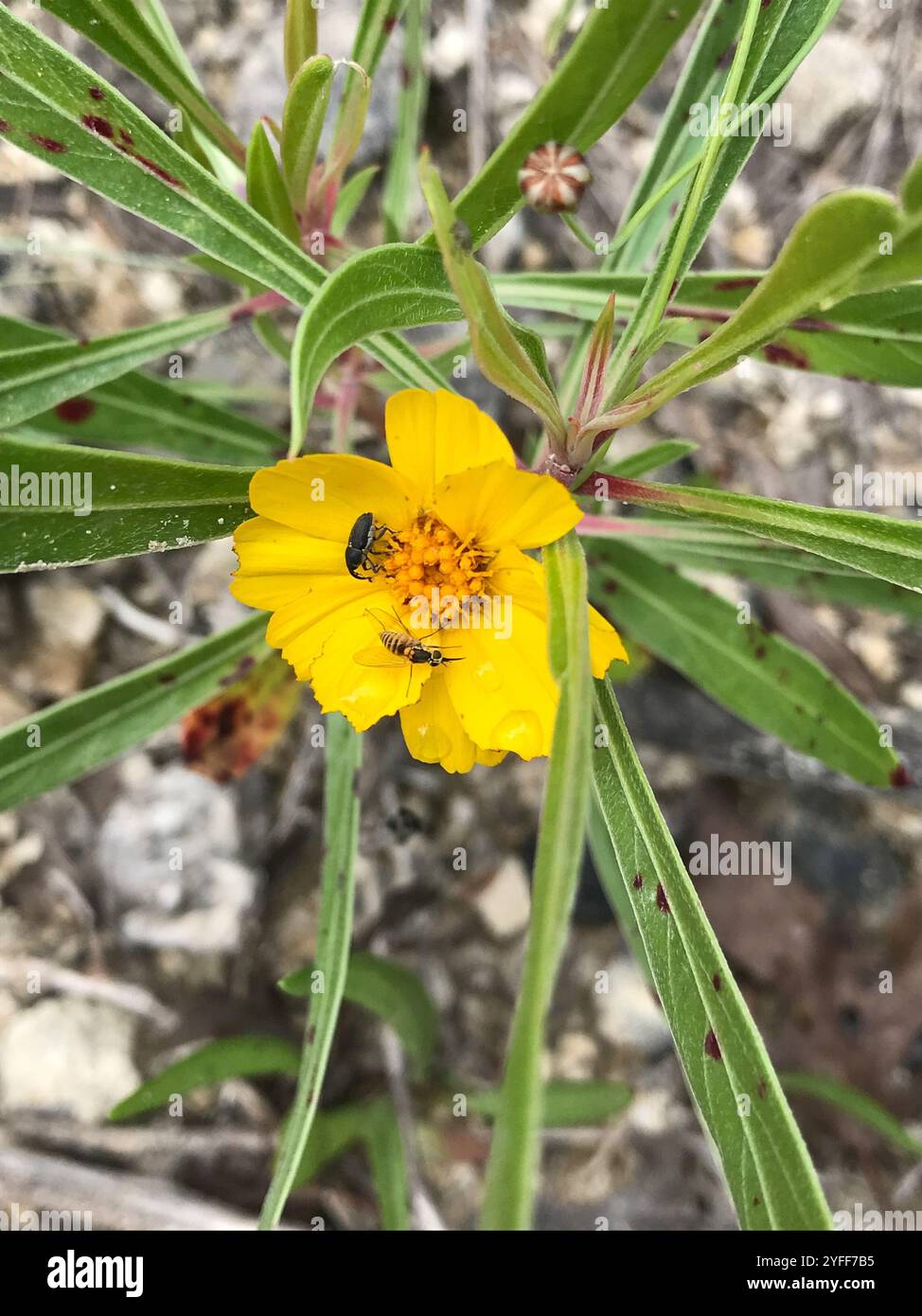 bigfruit evening primrose (Oenothera macrocarpa Stock Photo - Alamy