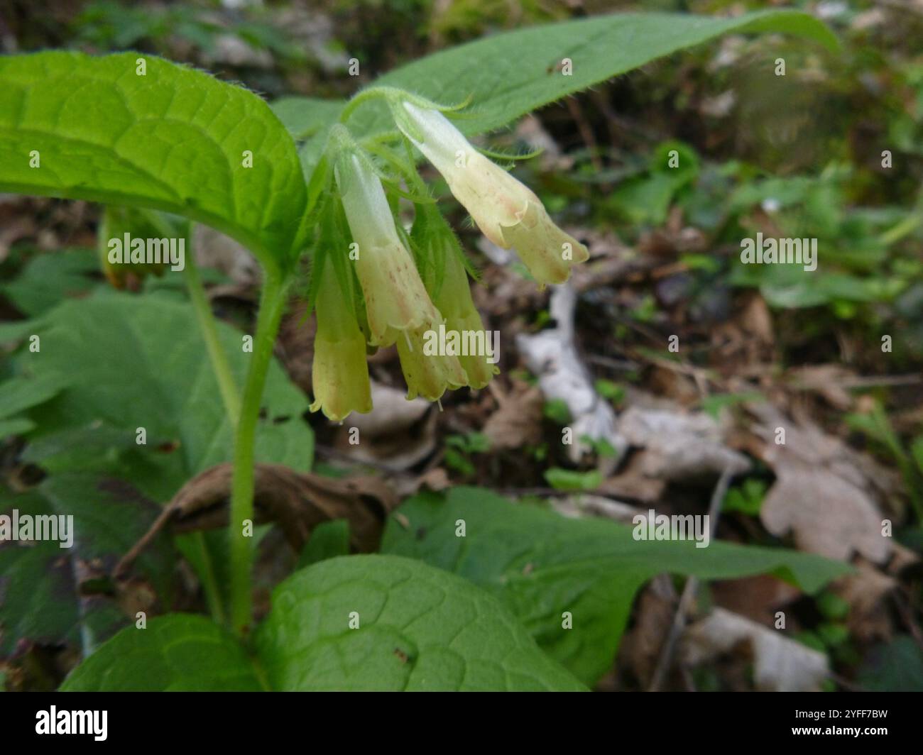 Tuberous Comfrey (Symphytum tuberosum Stock Photo - Alamy