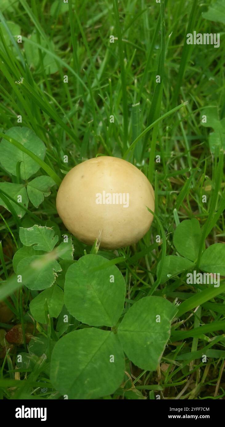 Spring Fieldcap (Agrocybe praecox Stock Photo - Alamy