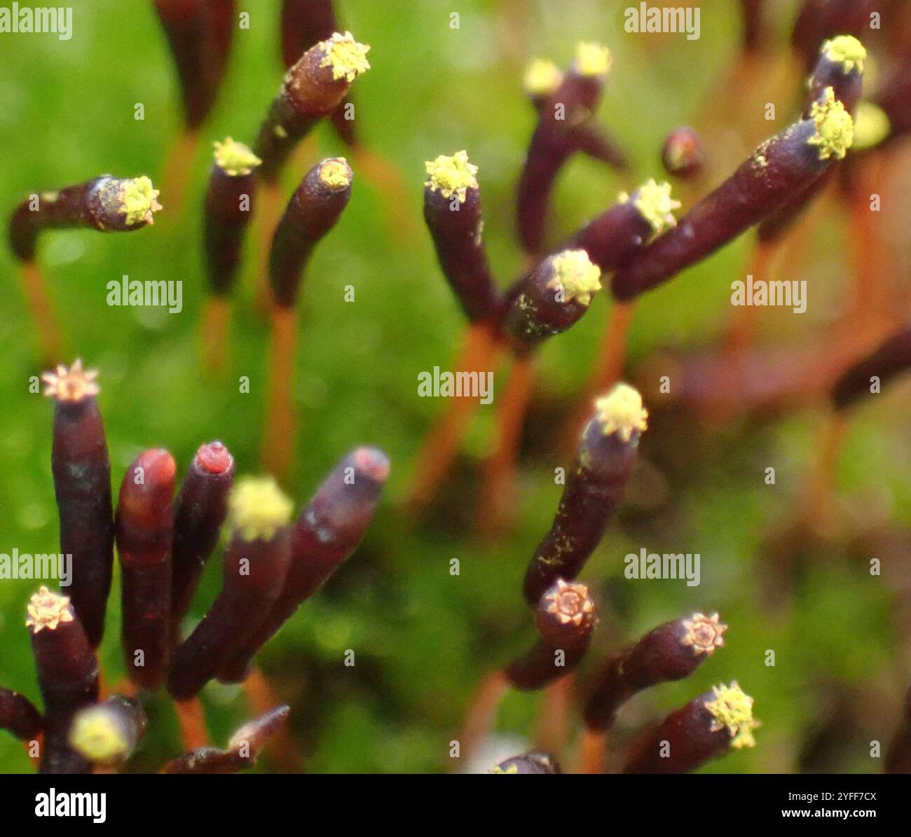 Austral Poop Moss (Tayloria octoblepharum Stock Photo - Alamy