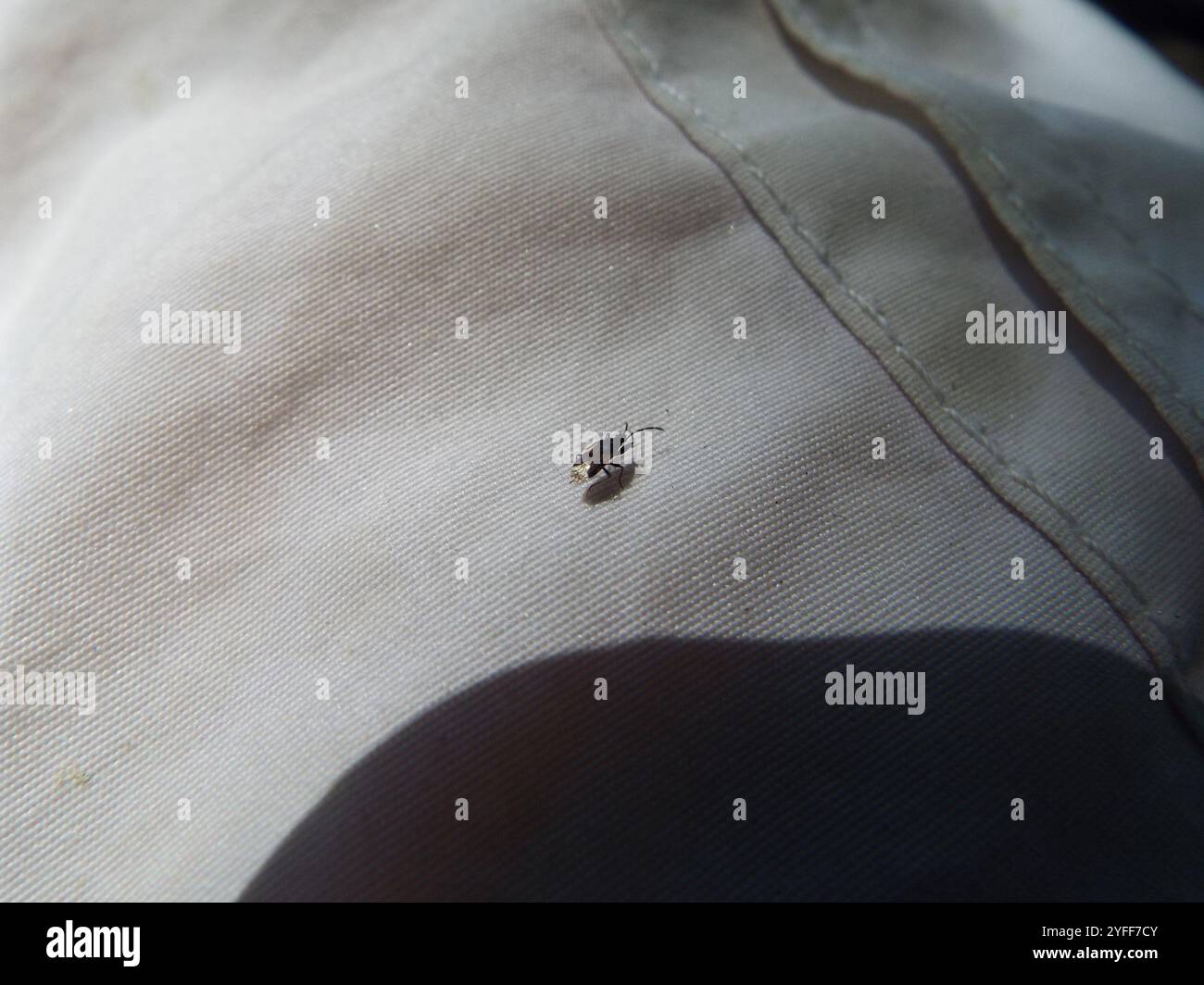 Minute pirate bugs (Anthocoridae Stock Photo - Alamy