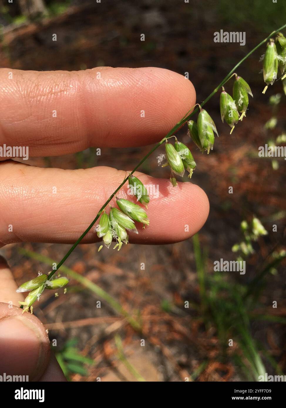 Twoflower Melicgrass (Melica mutica Stock Photo - Alamy