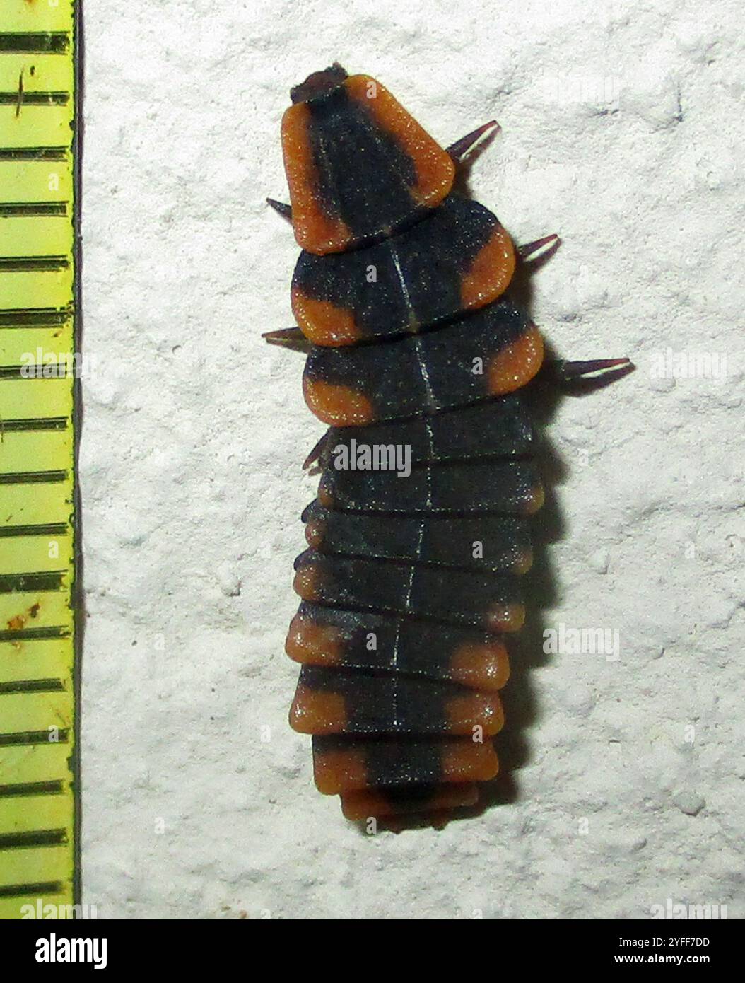 Net-winged Beetles (Lycidae Stock Photo - Alamy