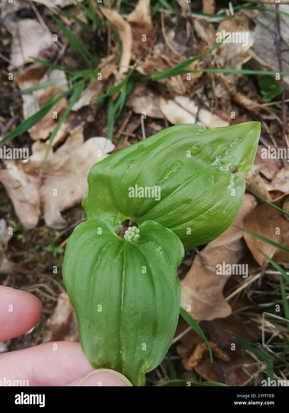 May Lily (Maianthemum bifolium Stock Photo - Alamy