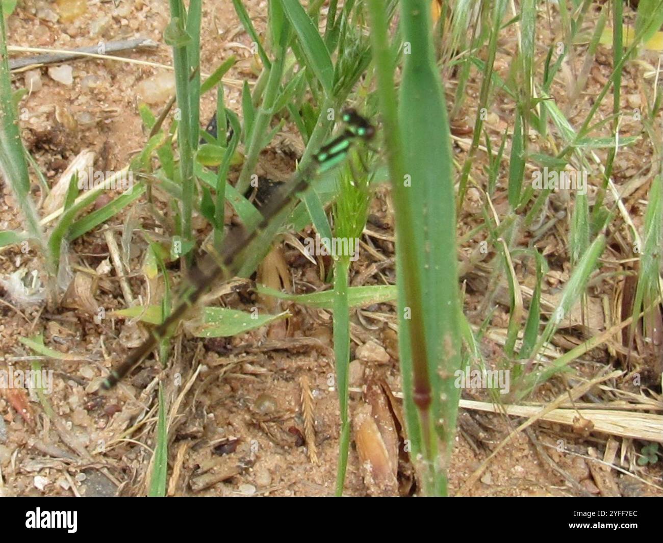Fragile Forktail (Ischnura posita Stock Photo - Alamy