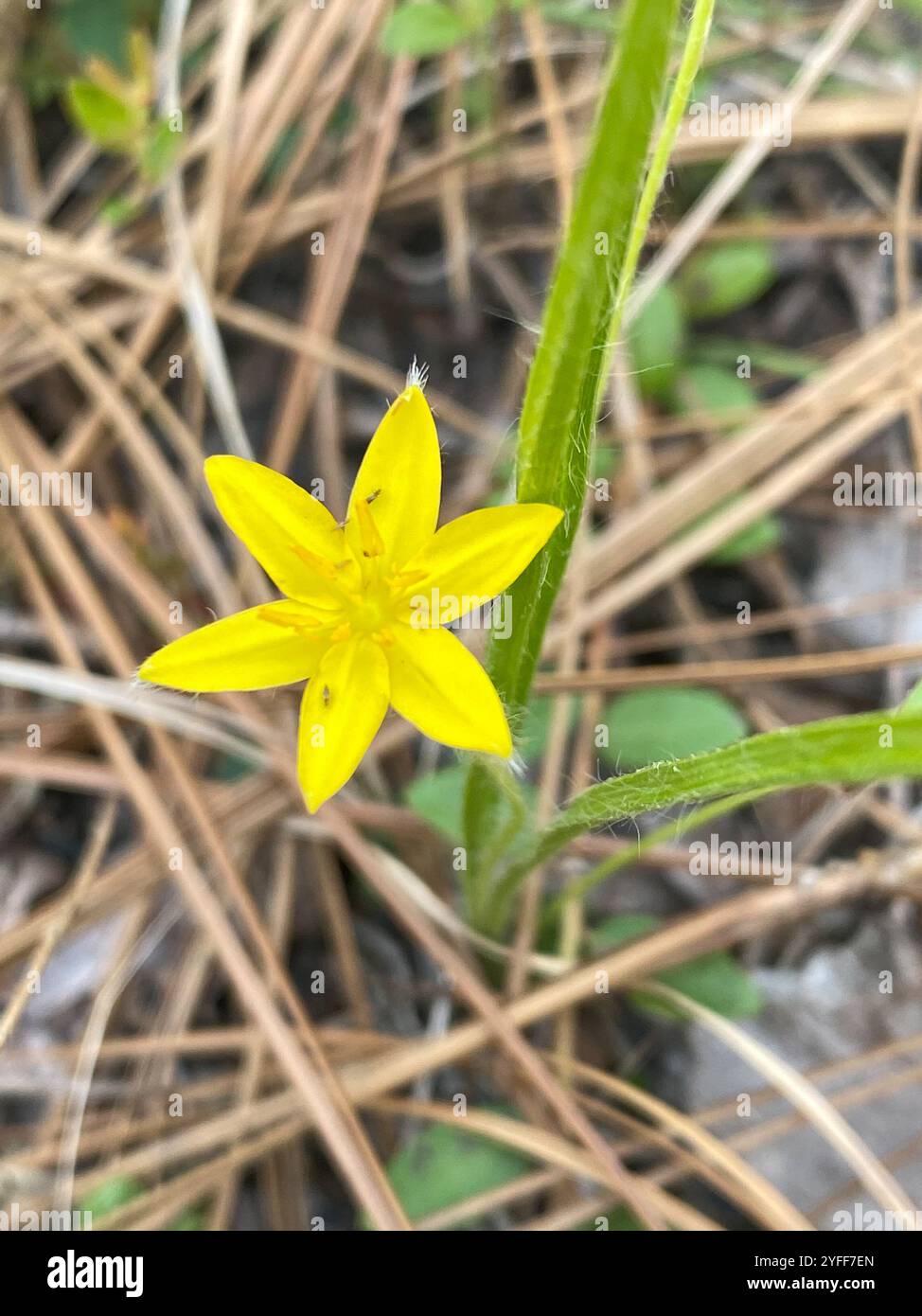yellow star grass (Hypoxis hirsuta Stock Photo - Alamy