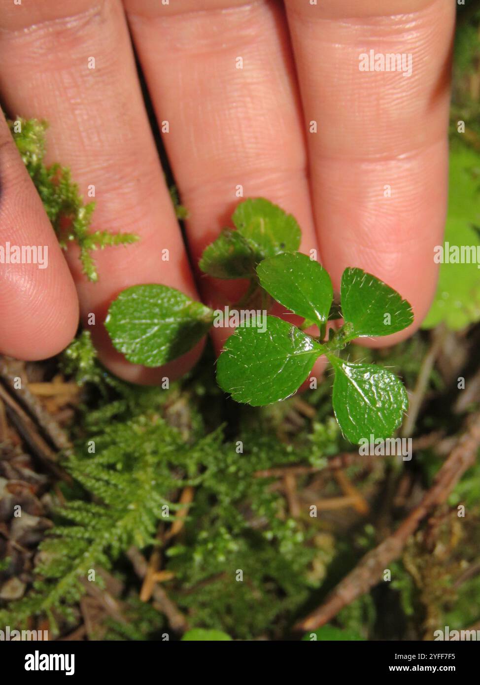 Twinflower (Linnaea borealis Stock Photo - Alamy