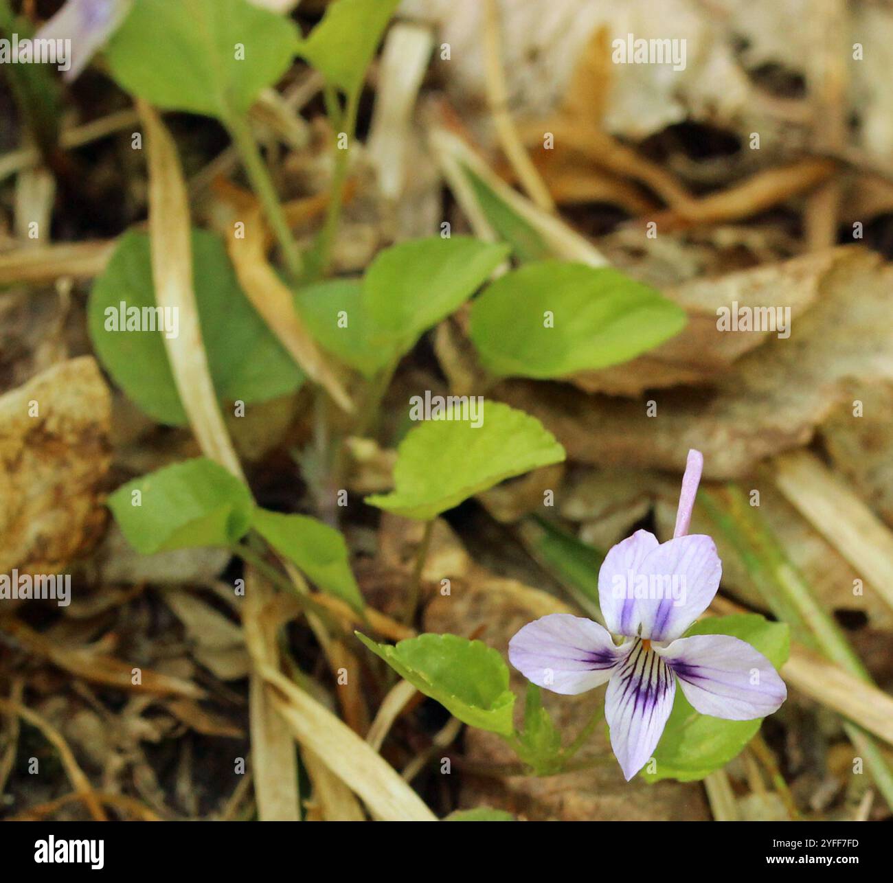 Long-spurred violet (Viola rostrata Stock Photo - Alamy