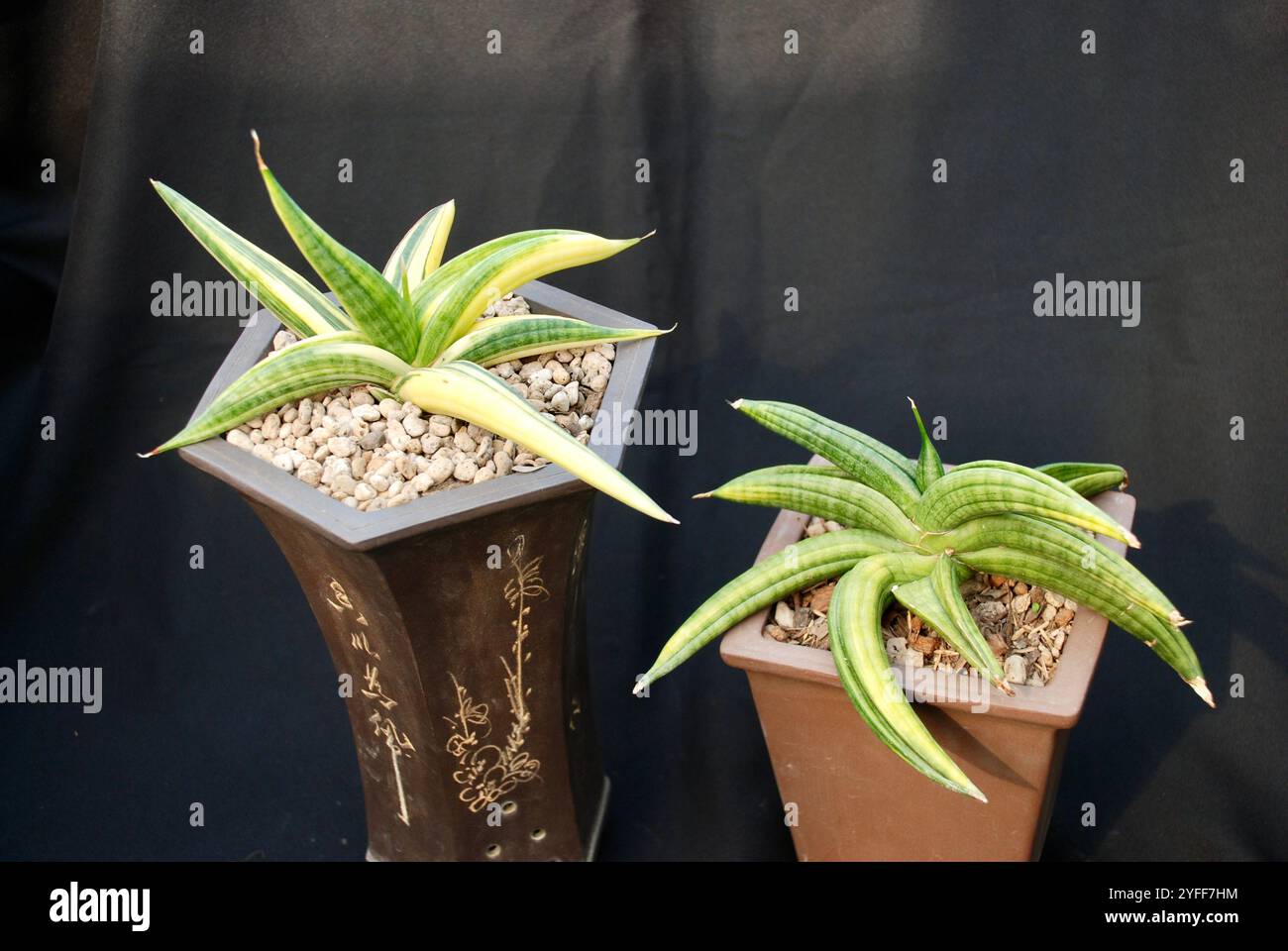 Beautiful sansevieria plant top view, isolated in black background ...