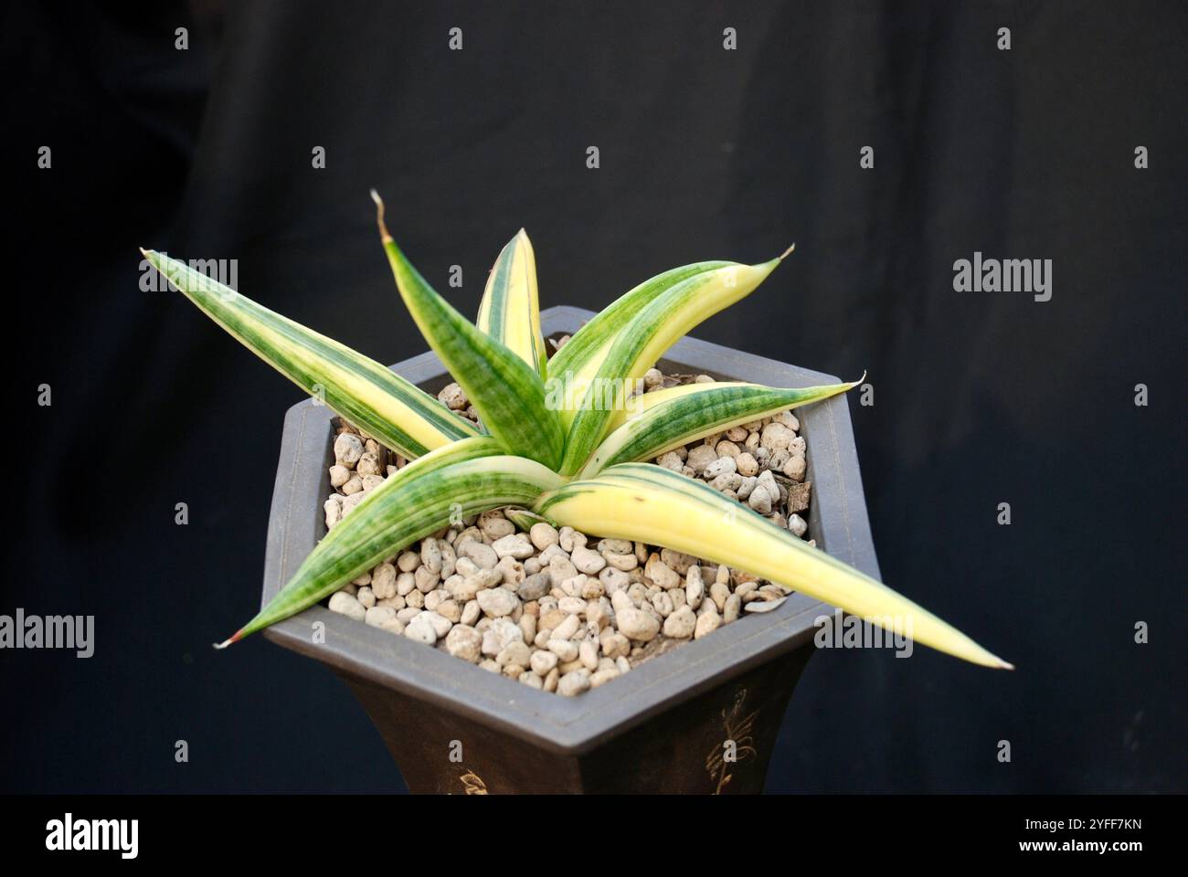 Beautiful sansevieria plant top view, isolated in black background ...