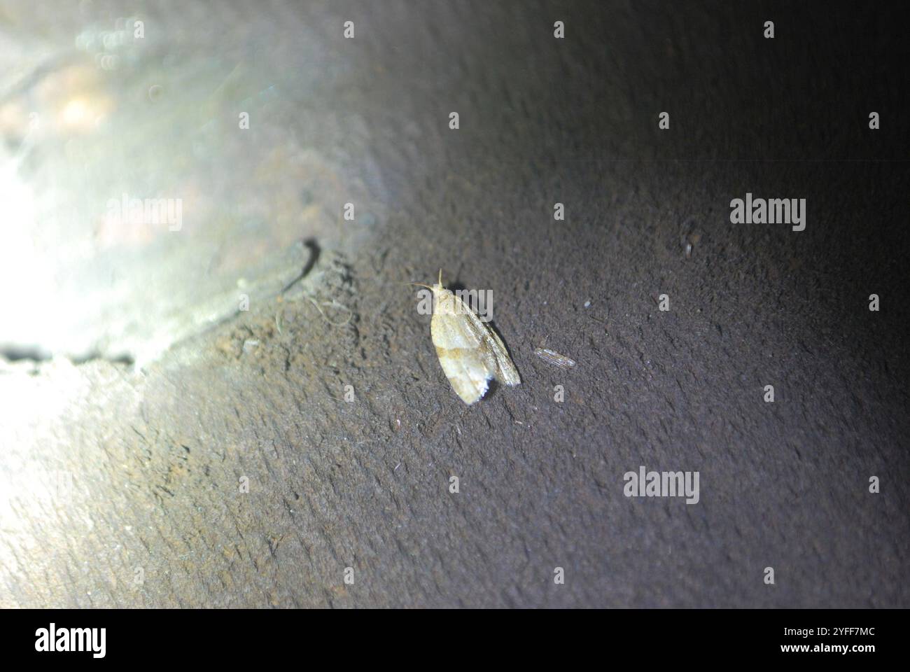 Tortricine Leafroller Moths (Tortricinae Stock Photo - Alamy