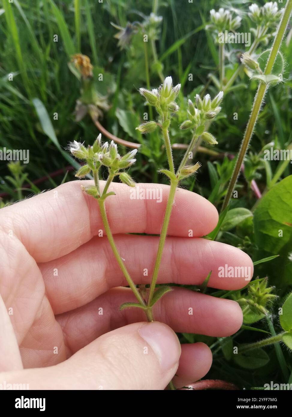 Sticky mouse-ear chickweed (Cerastium glomeratum Stock Photo - Alamy